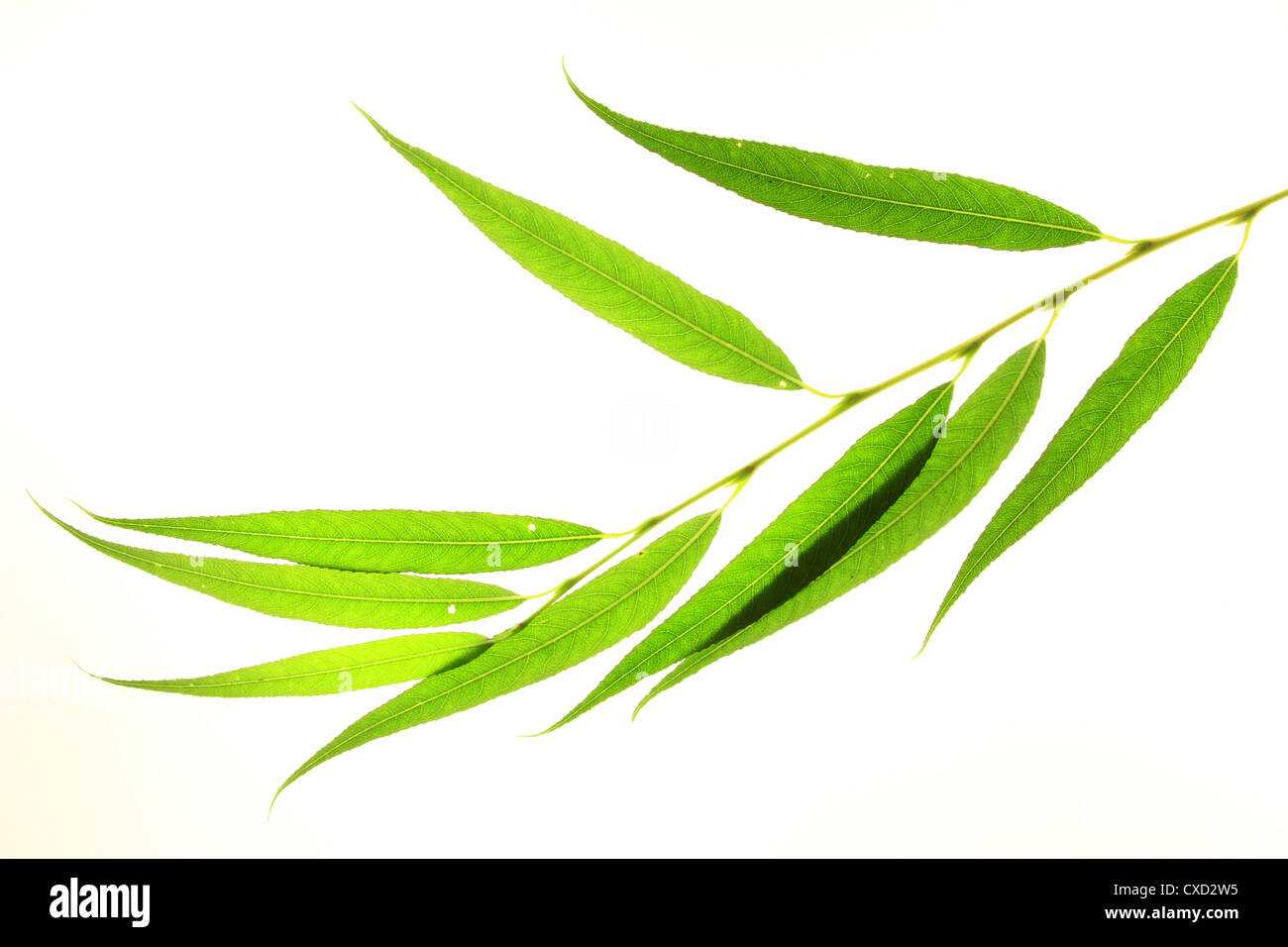 Trauerweide weeping willow tree hi-res stock photography and images - Alamy