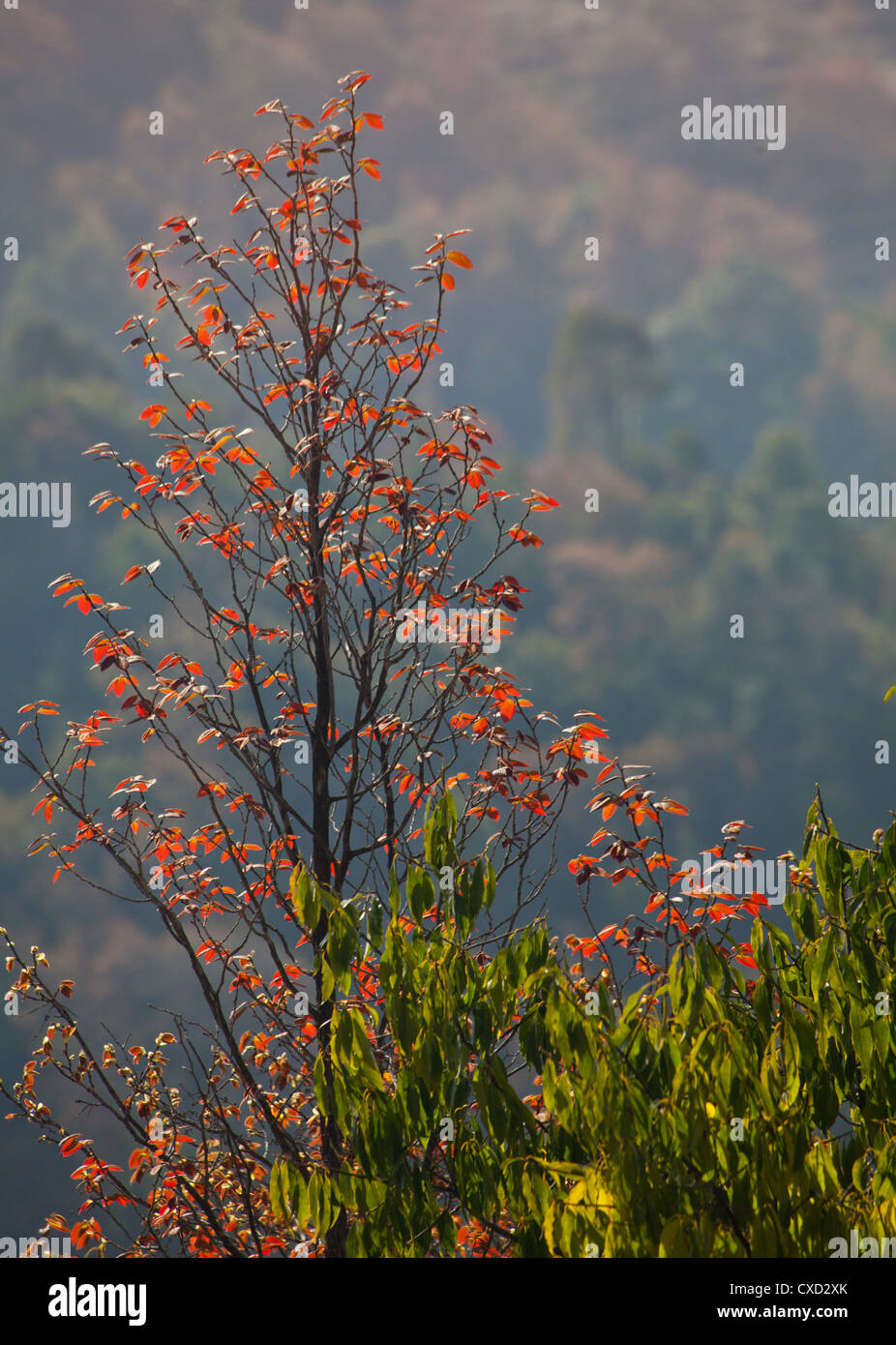 Himalaya himalayan nepal tree hi-res stock photography and images - Alamy