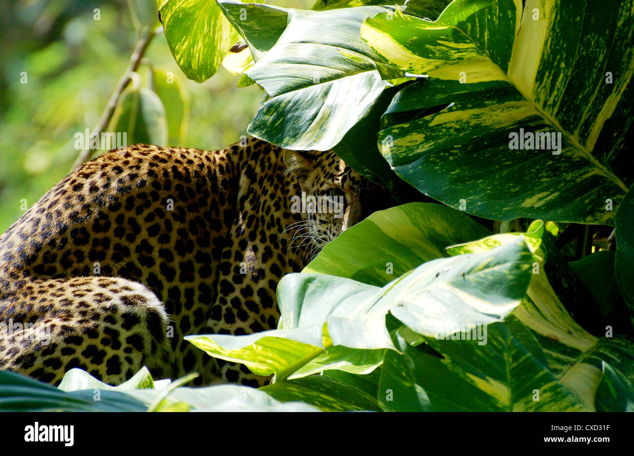 Fn leopard hi-res stock photography and images - Alamy