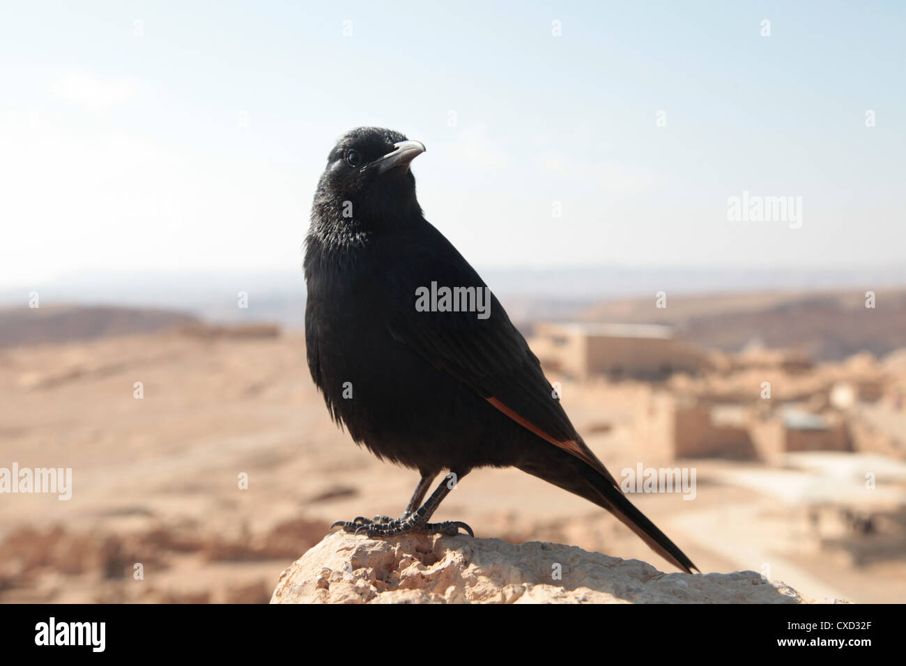 Tristram's Starling (Grackle), a common black bird with an orange ...