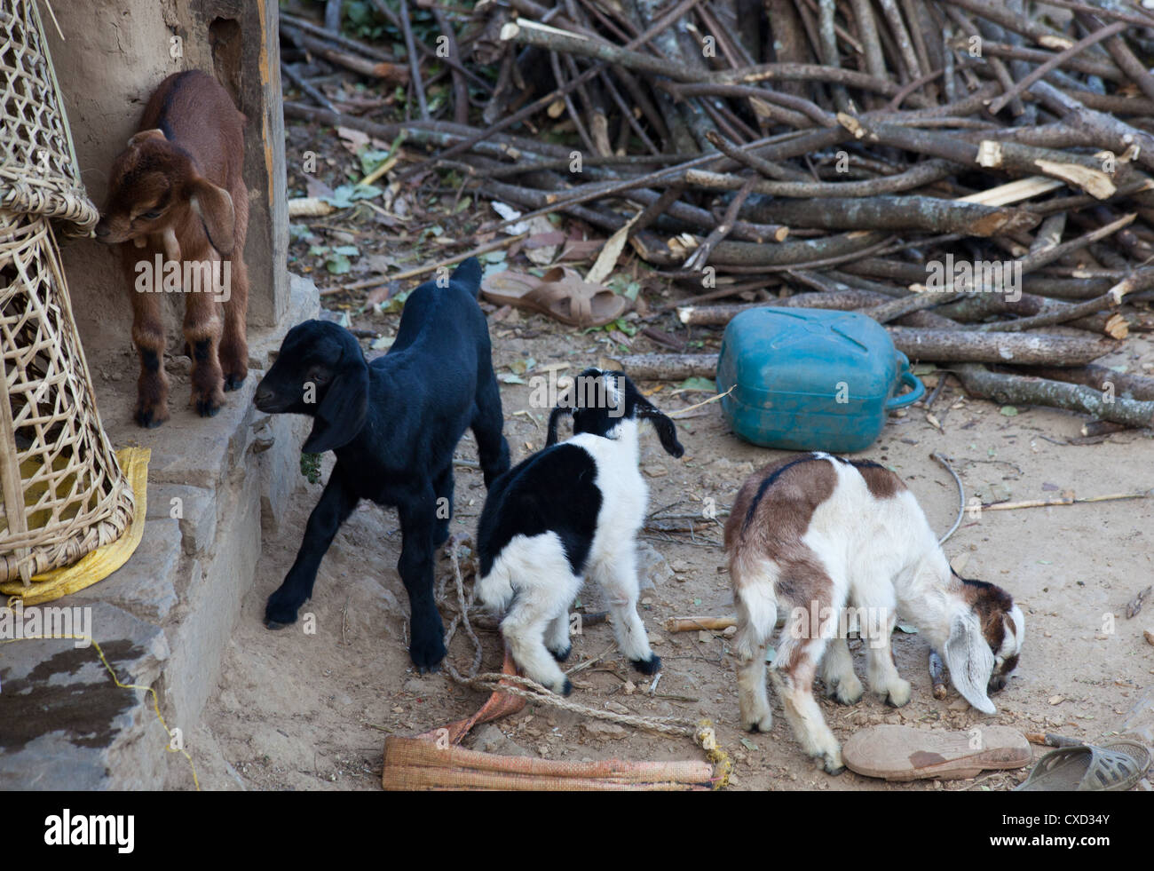 Himalayan goat hi-res stock photography and images - Alamy