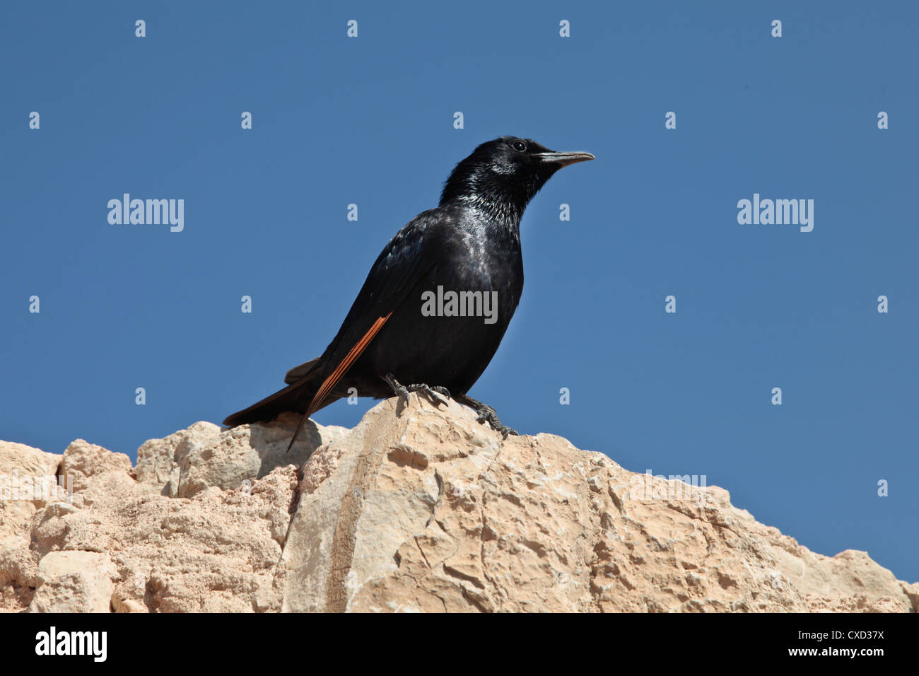 Tristram's Starling (Grackle), a common black bird with an orange ...