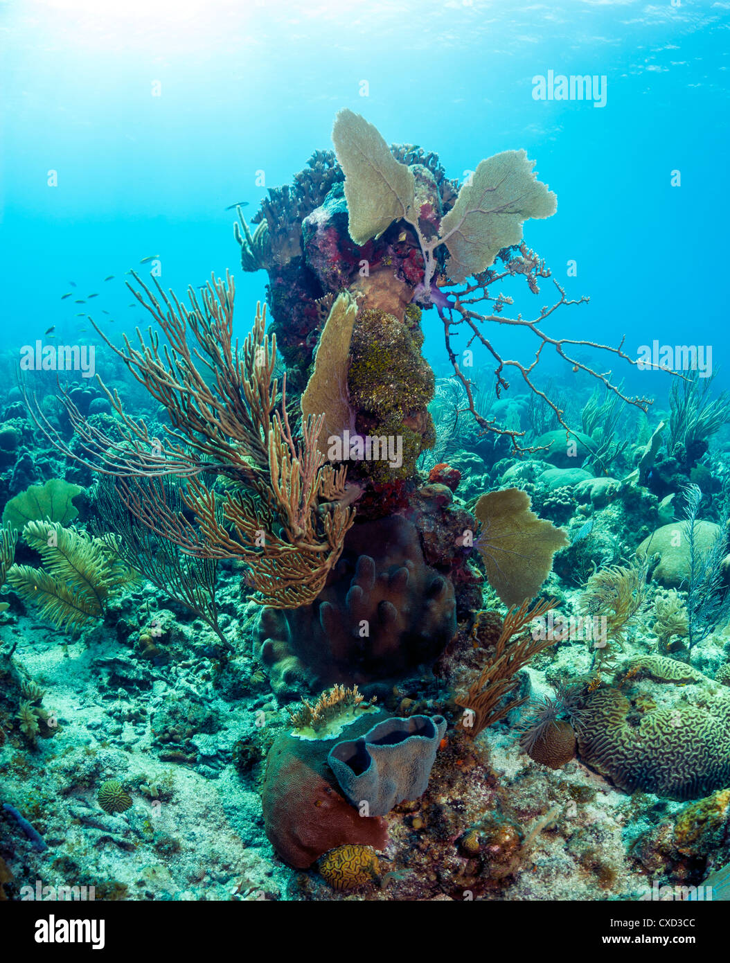 Coral reef off the coast of Roatan Honduras Stock Photo - Alamy