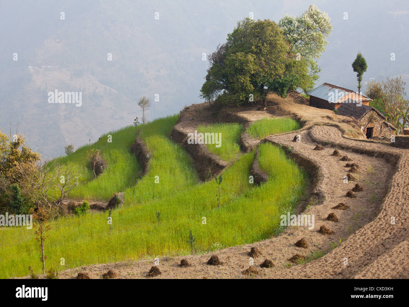 Terraced fields in the foothills of the Himalayas, Helambu Region ...