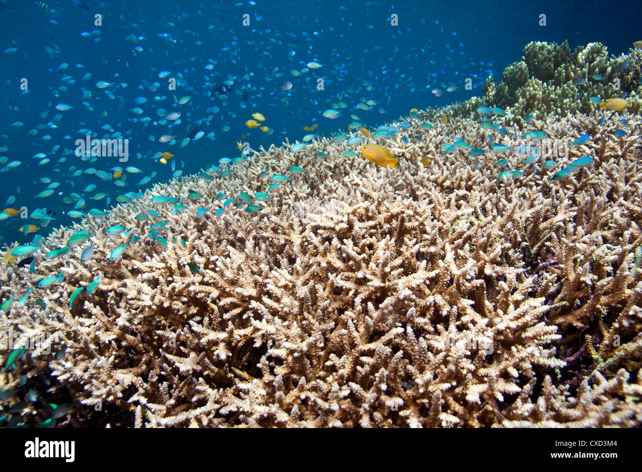 Indonesia Lembeh Straits Sulawesi Stock Photo - Alamy