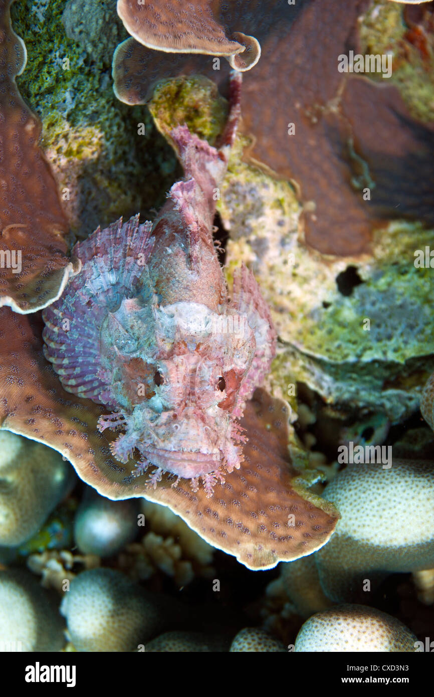 Indonesia Lembeh Straits Sulawesi Stock Photo - Alamy