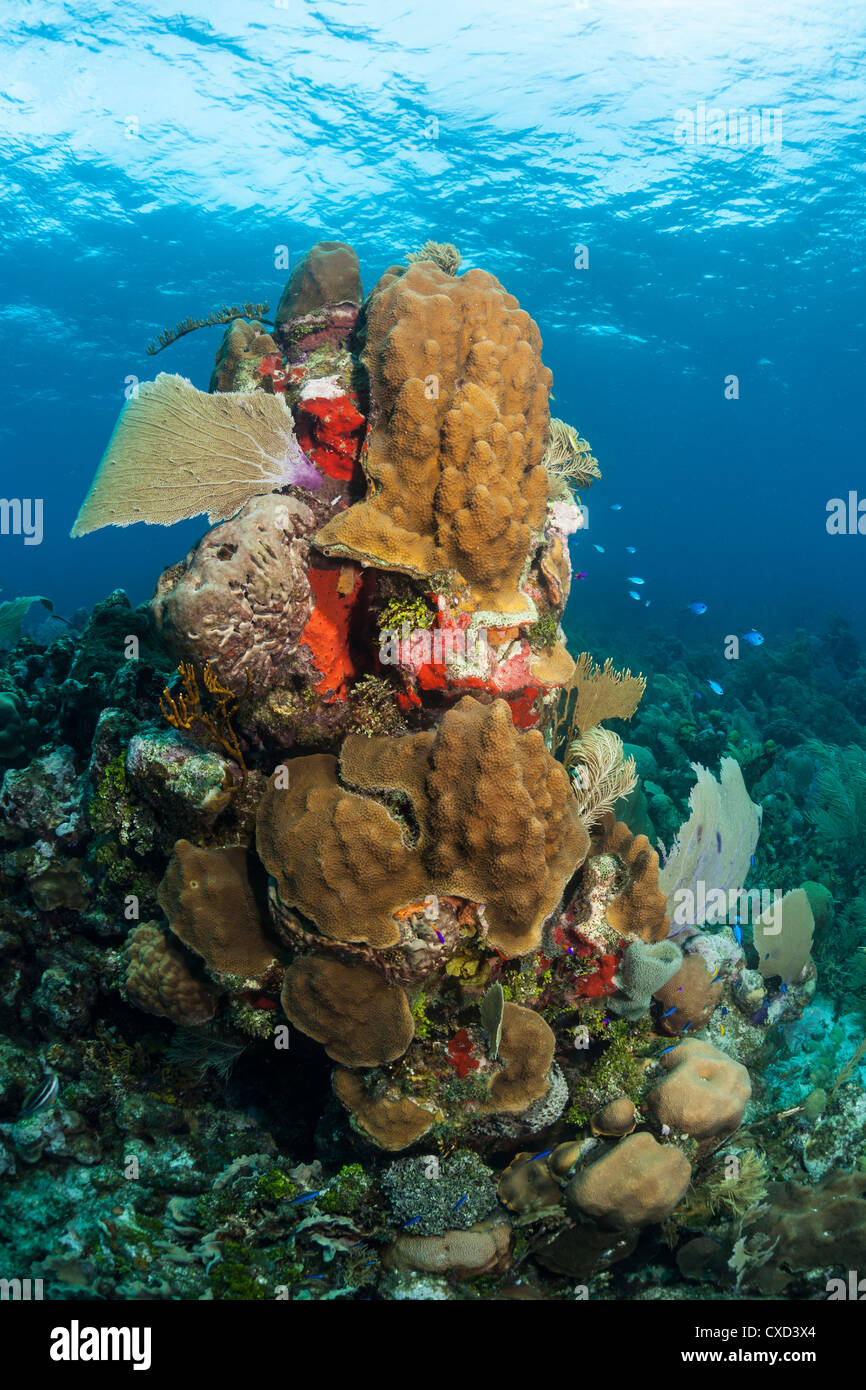 Coral reef off the coast of Roatan Honduras Stock Photo - Alamy