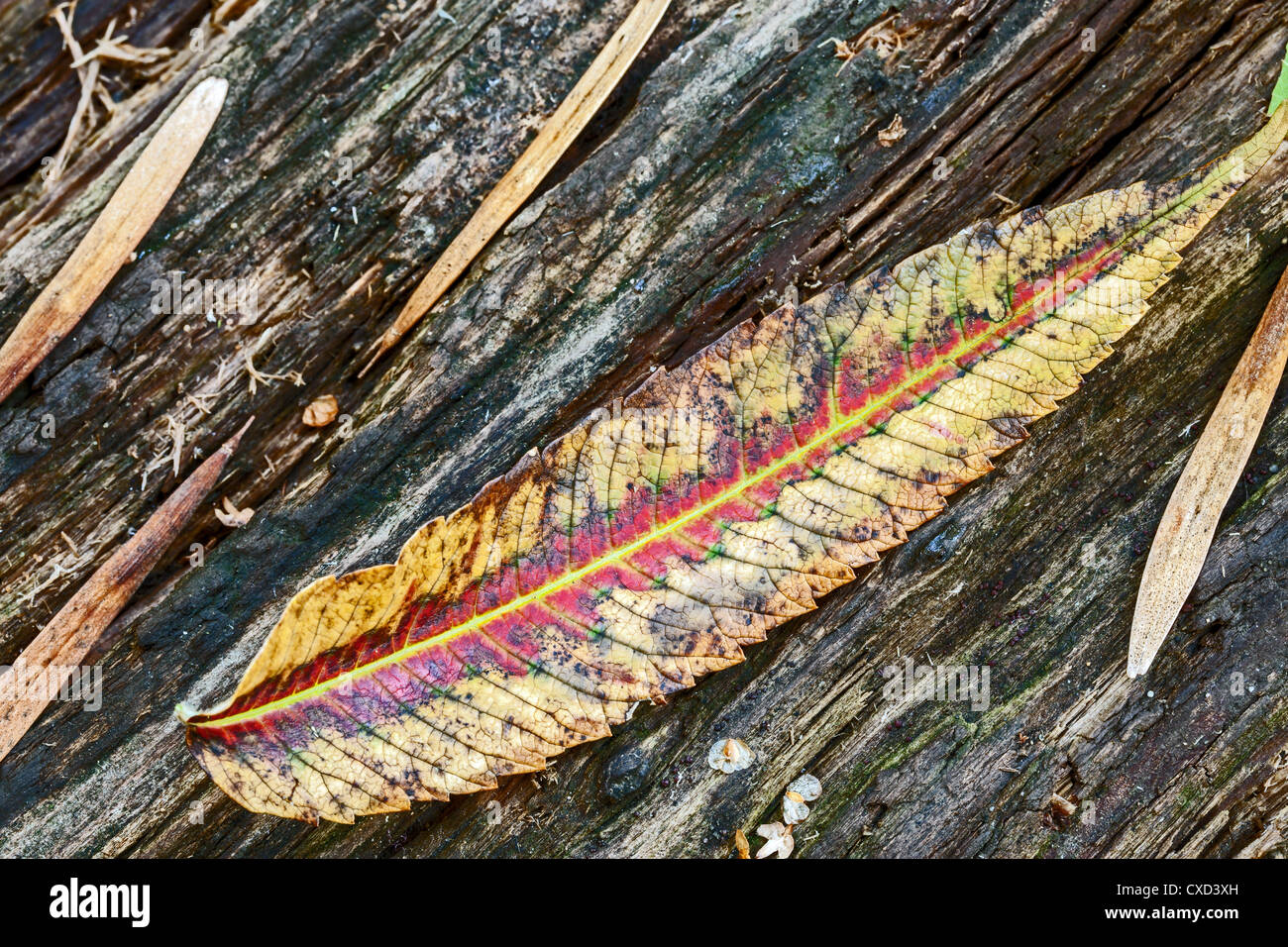 Autumn sumac leaf Stock Photo - Alamy
