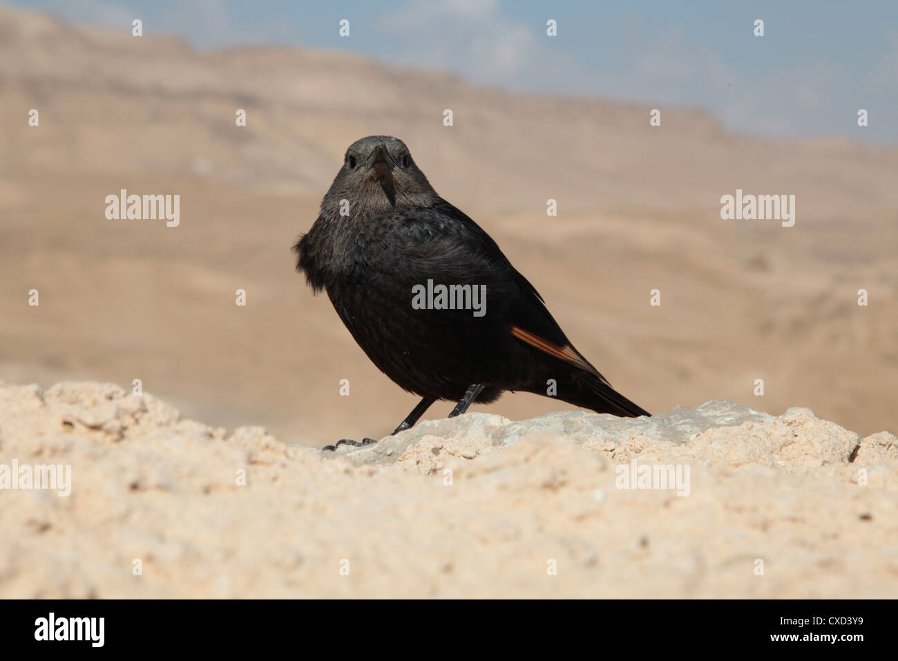 Tristram's Starling (Grackle), a common black bird with an orange ...