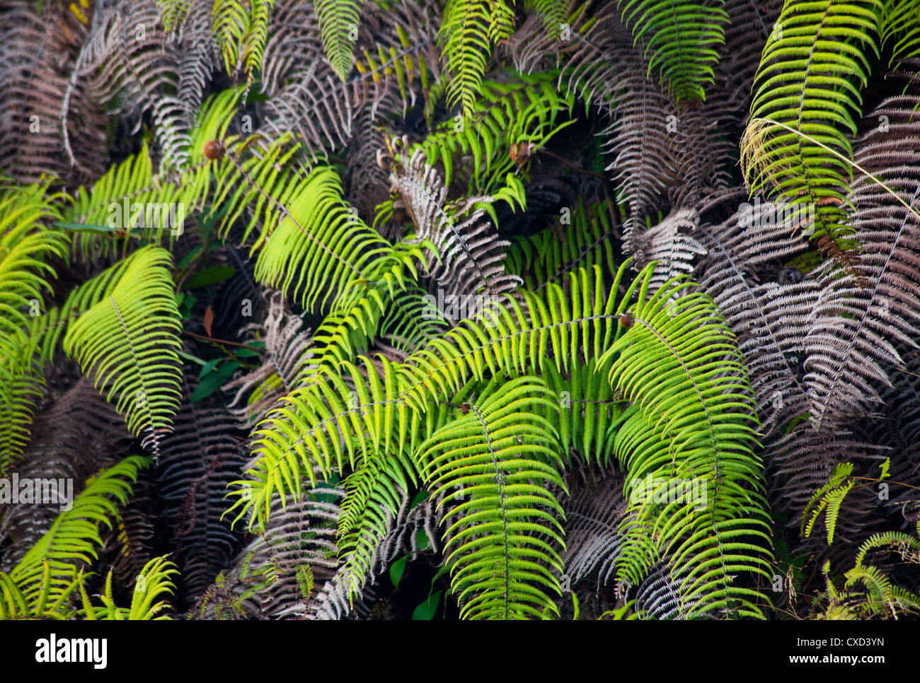 Green and dead fern fronds, Helambu Region, Nepal Stock Photo - Alamy