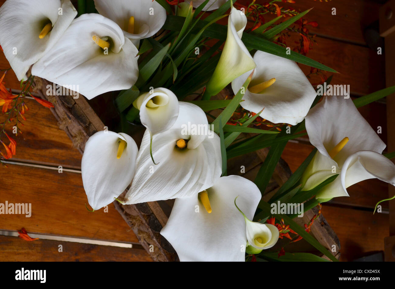 Guatemalan flower hi-res stock photography and images - Alamy