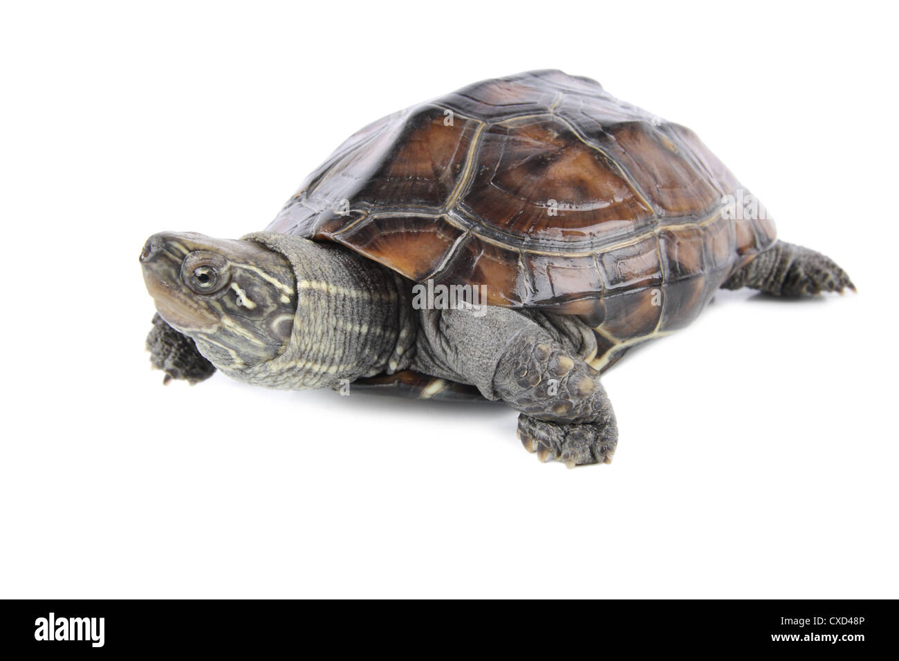 Tropical amphibian hi-res stock photography and images - Alamy