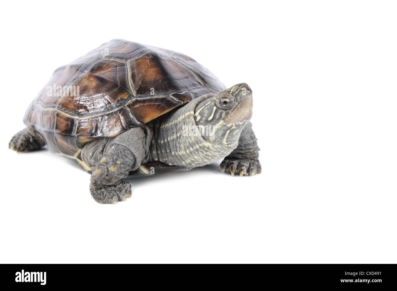 Back of tortoise hi-res stock photography and images - Alamy