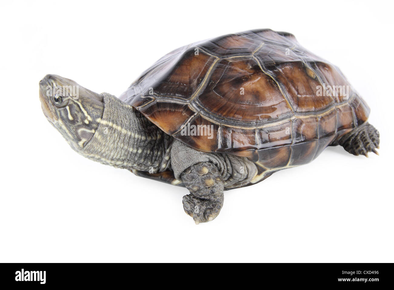 Wood tortoise hi-res stock photography and images - Alamy