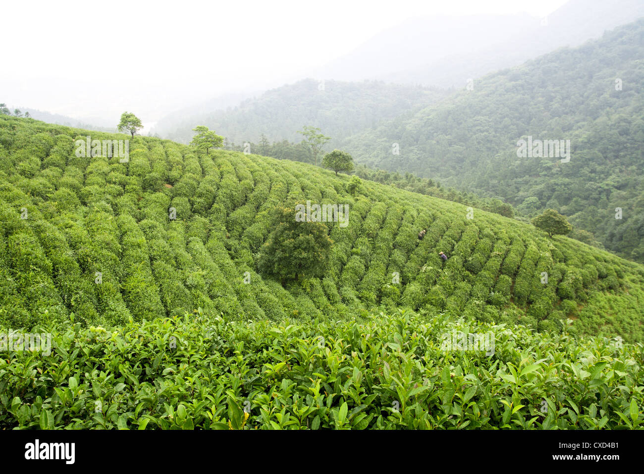 Plantation landscapes hi-res stock photography and images - Alamy