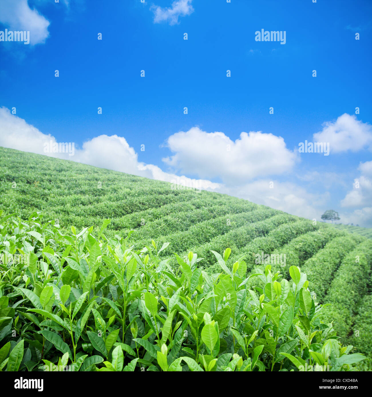 green tea plantation Stock Photo - Alamy