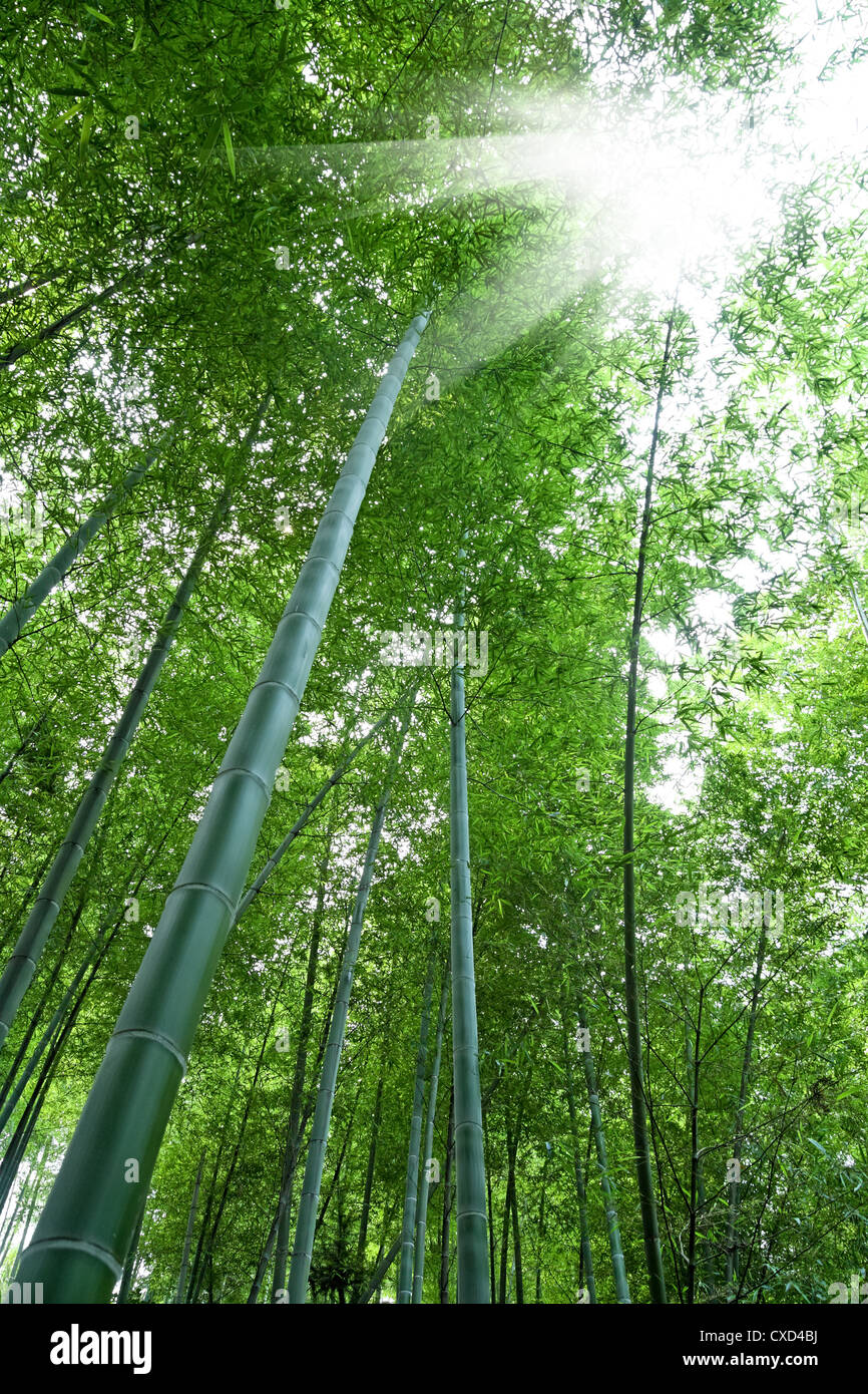 Lush bamboo forest hi-res stock photography and images - Alamy
