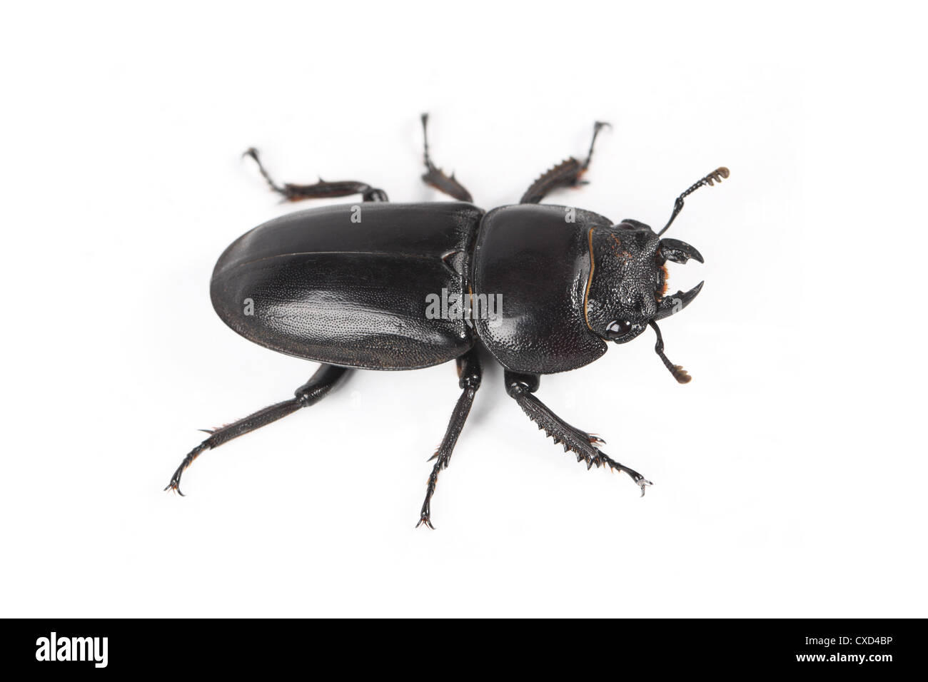 Ground beetle hi-res stock photography and images - Alamy