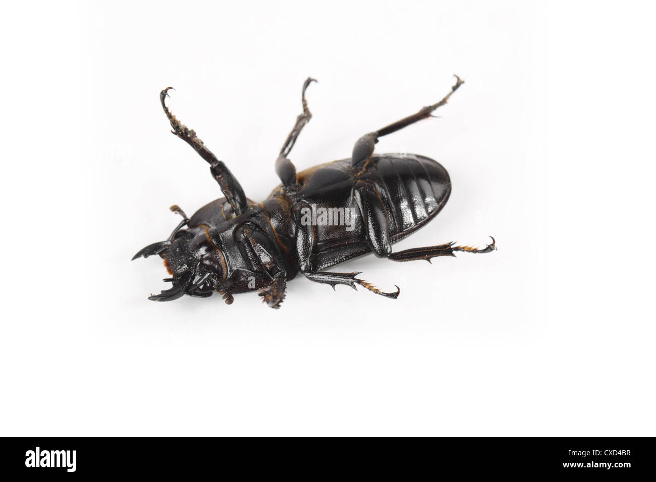 Predator beetle hi-res stock photography and images - Alamy