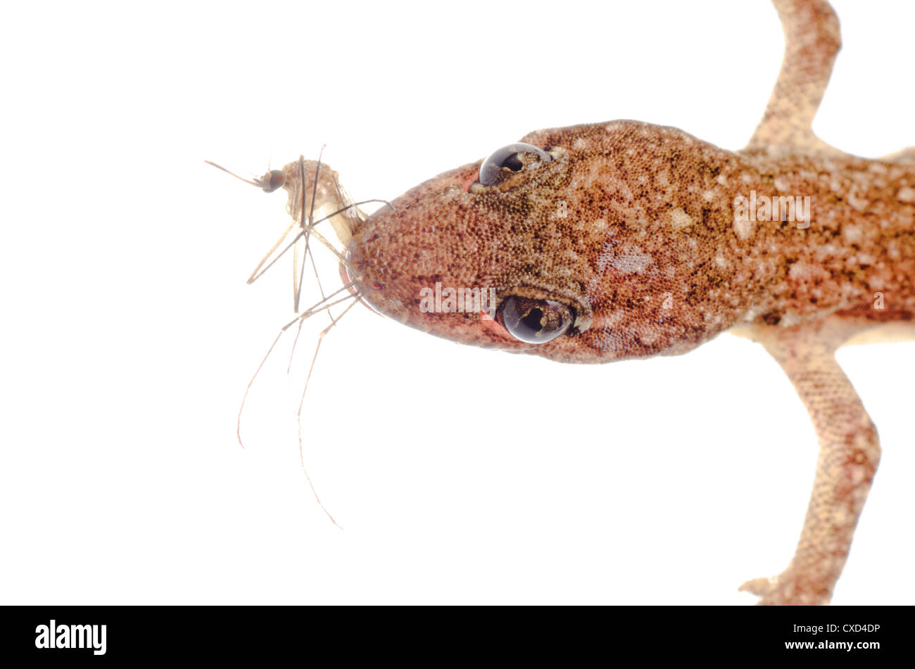 gecko eat mosquito Stock Photo - Alamy