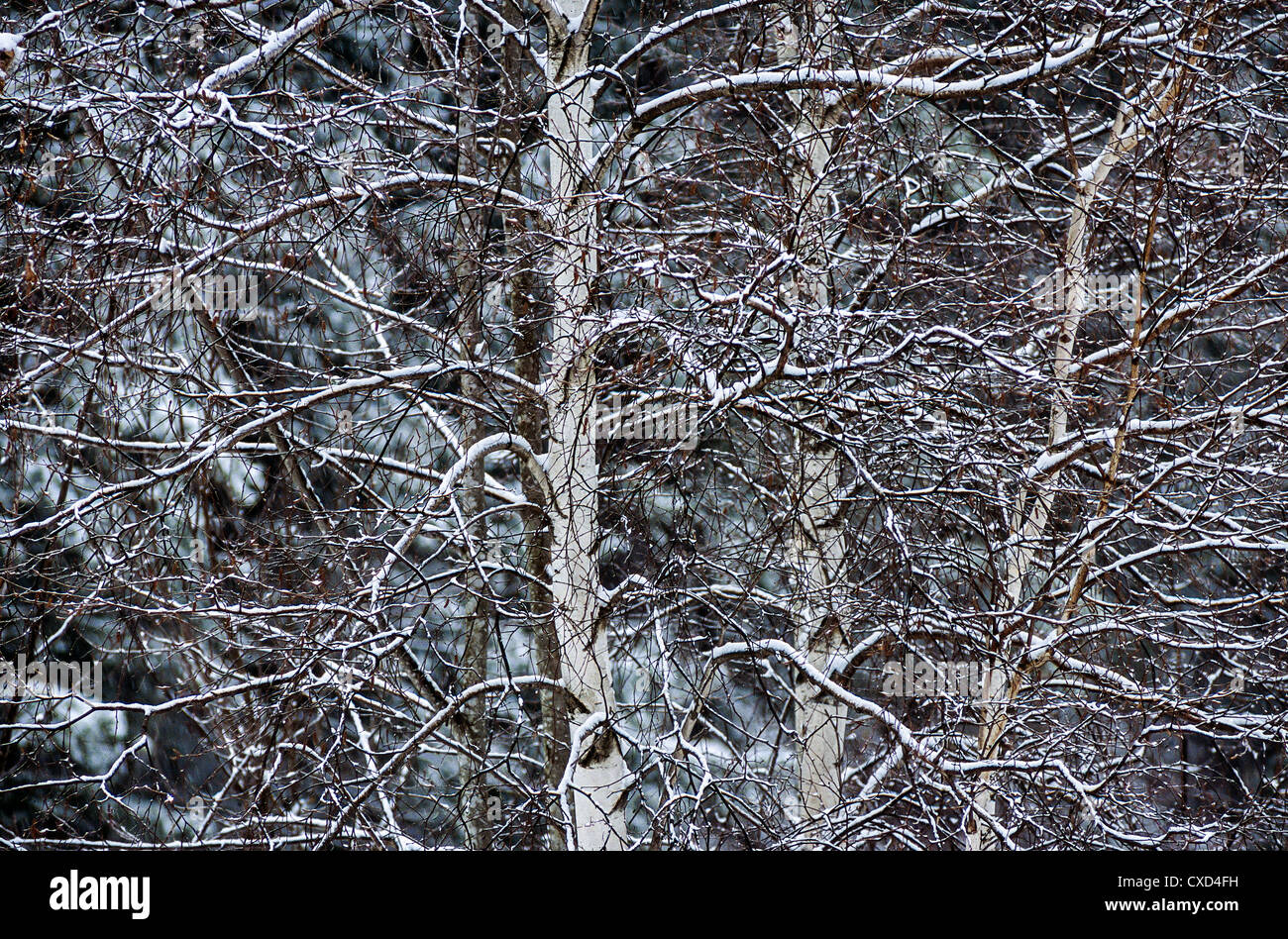 Lake Welch in Harriman State Park in winter view into the forest Stock ...