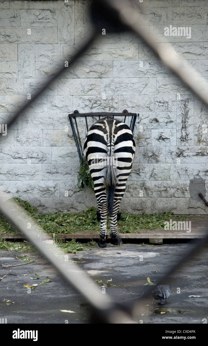 zebra - the rear view Stock Photo - Alamy
