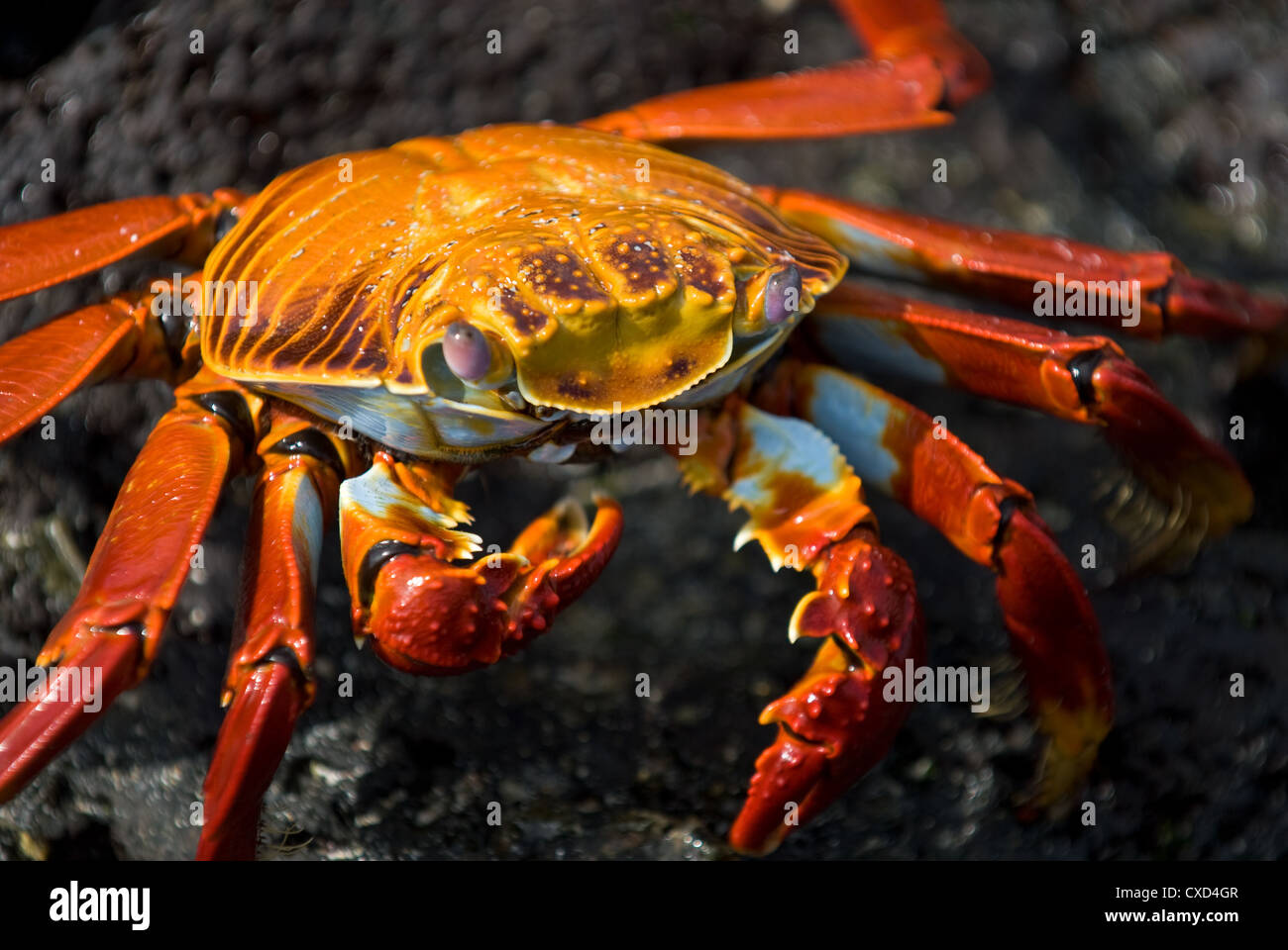 Galapagos red crab on hi-res stock photography and images - Alamy