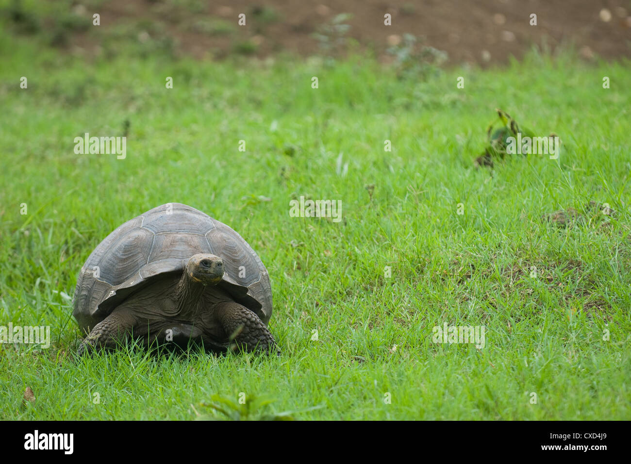 giant turtle, galapagos islands, ecuador Stock Photo - Alamy
