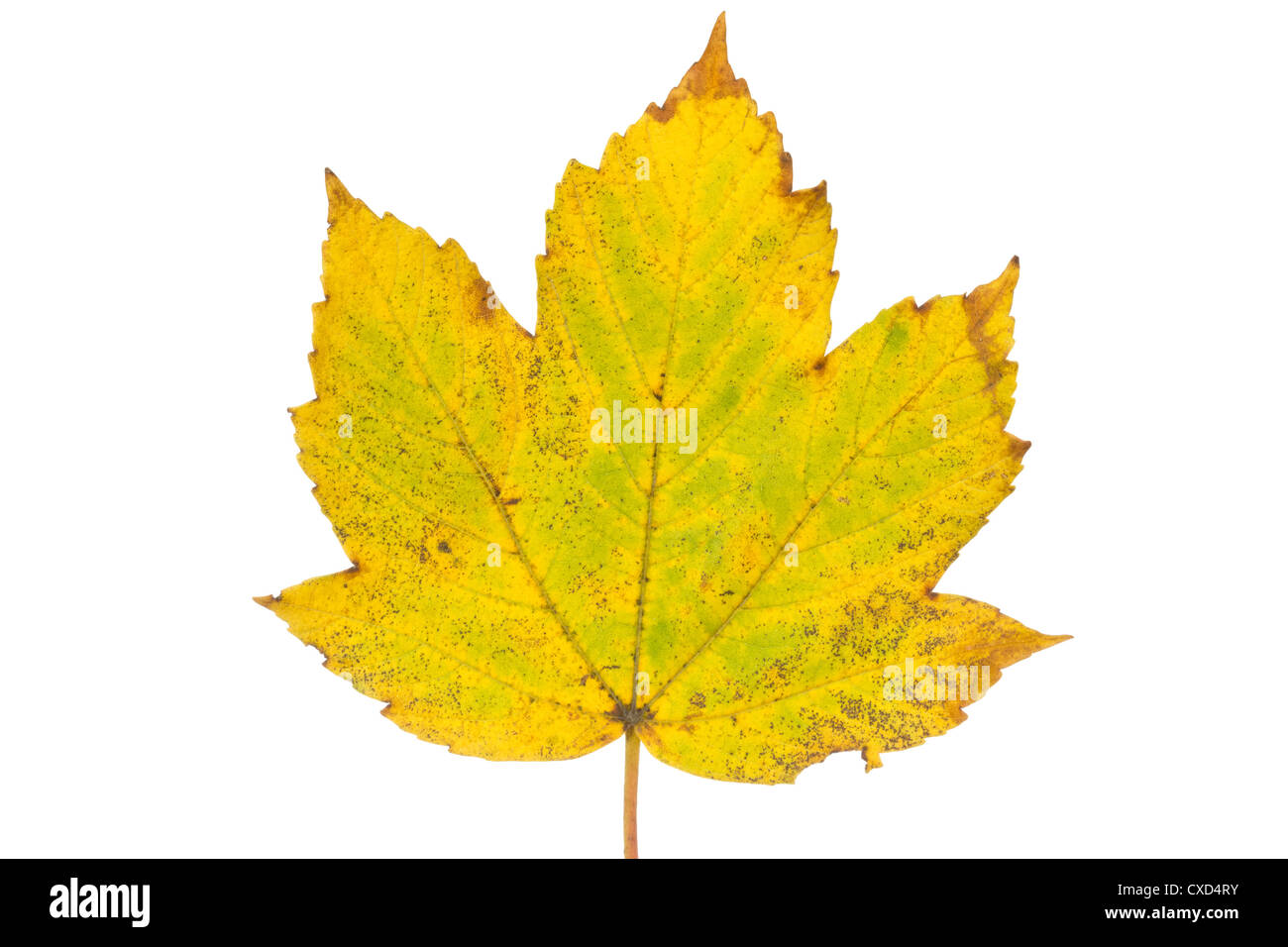 Rusty maple leaf as an autumn symbol, isolated white background Stock ...