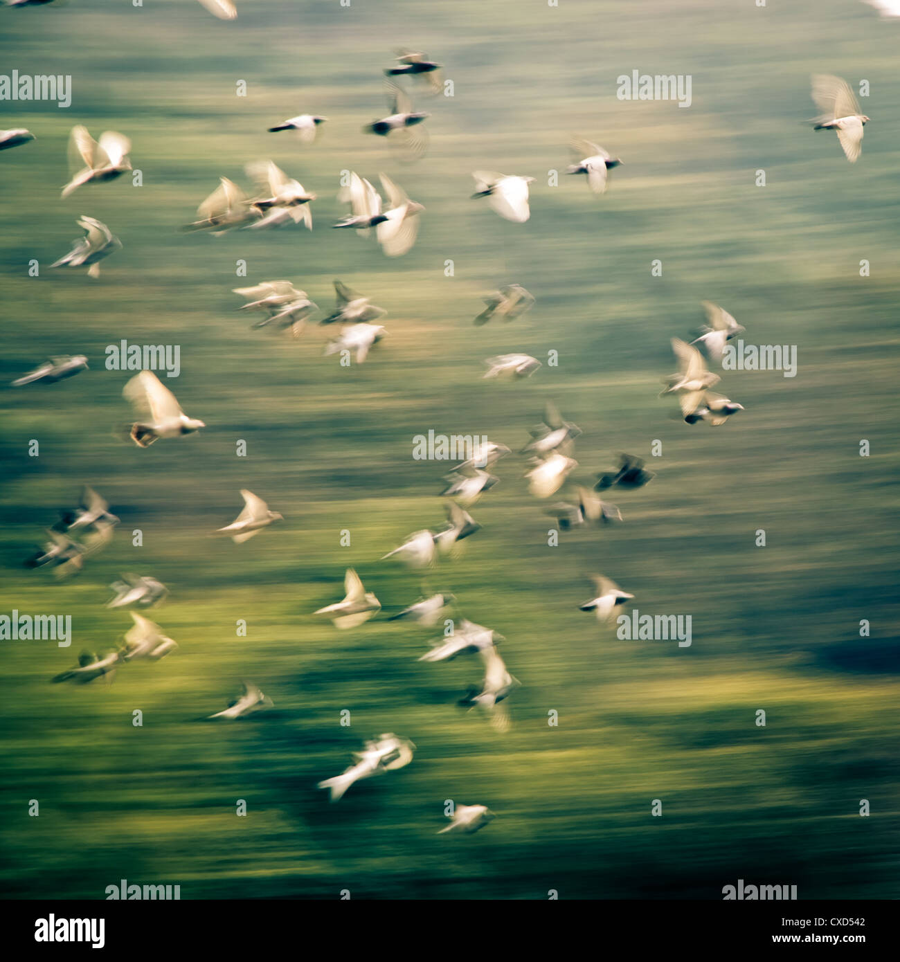 flying dove group Stock Photo - Alamy