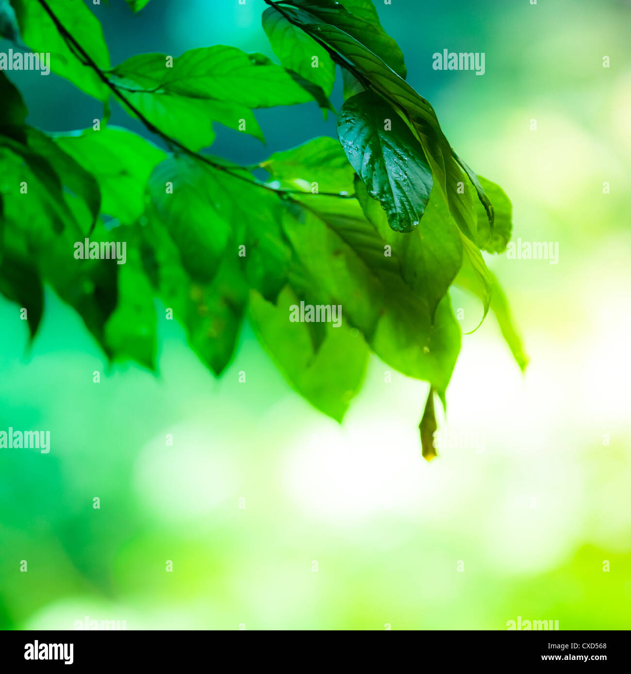 spring green leaf background Stock Photo - Alamy