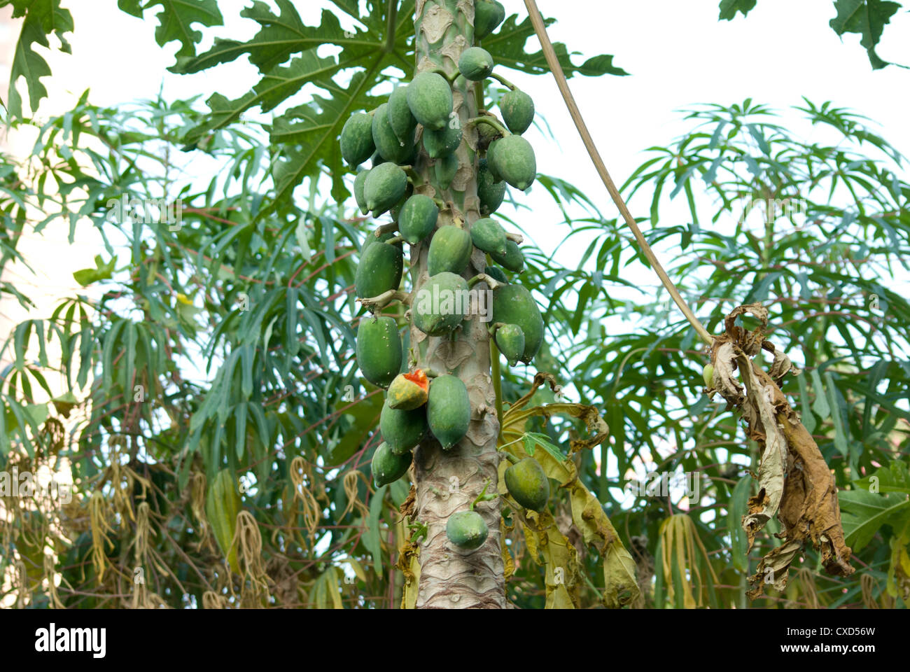 Large papaya fruits hi-res stock photography and images - Alamy