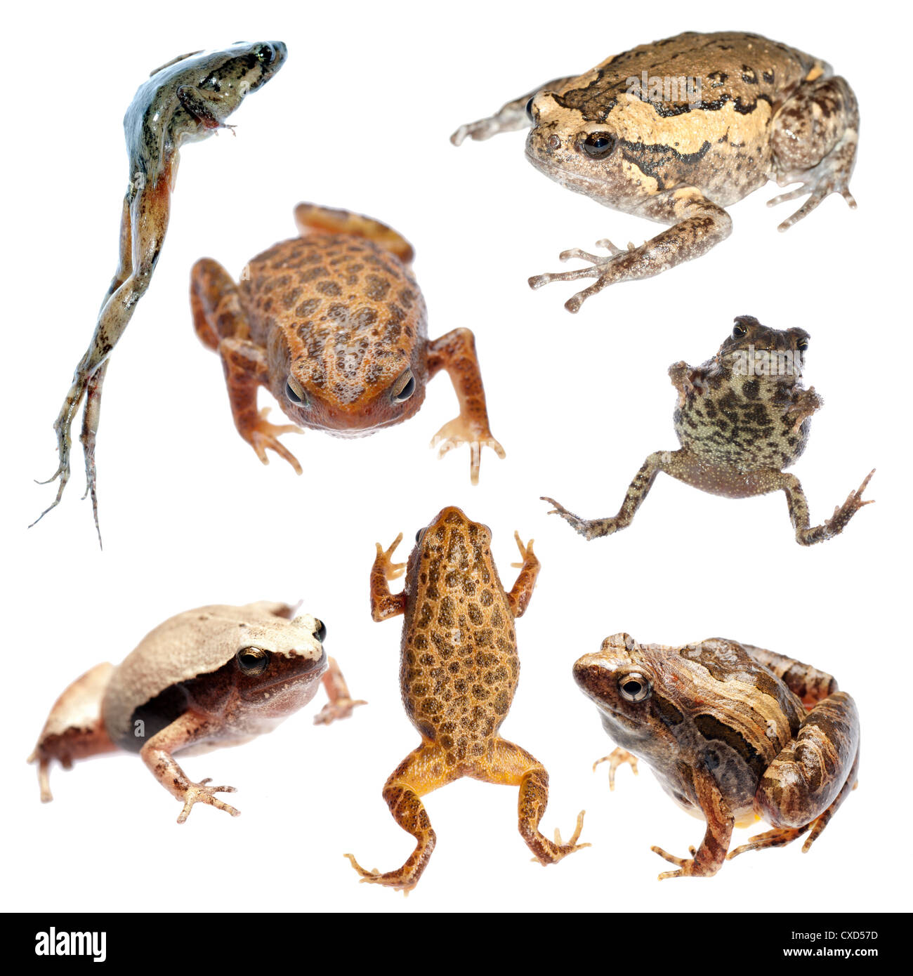 Frog and toad collection hi-res stock photography and images - Alamy
