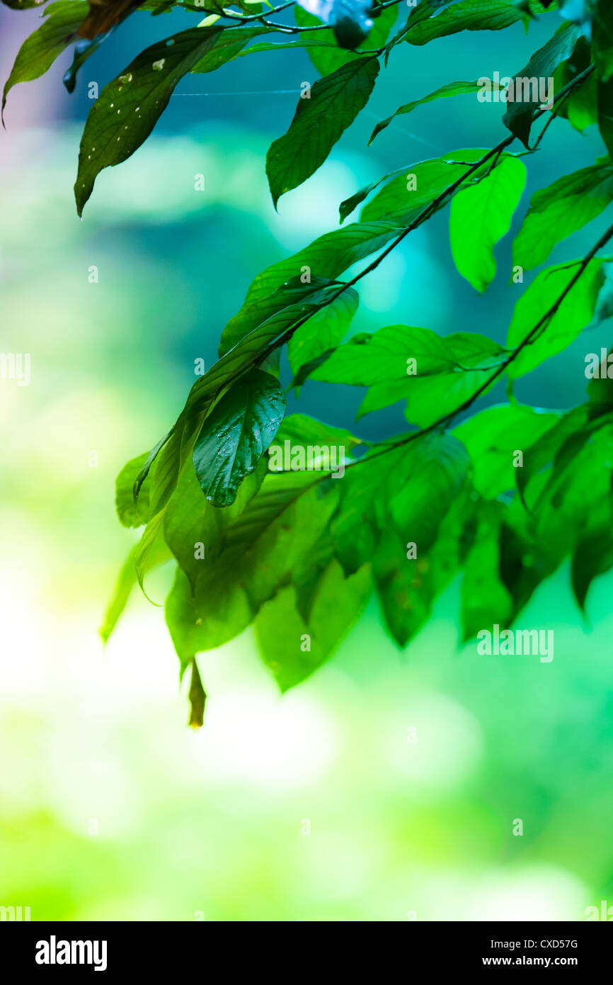 spring green leaf background Stock Photo - Alamy
