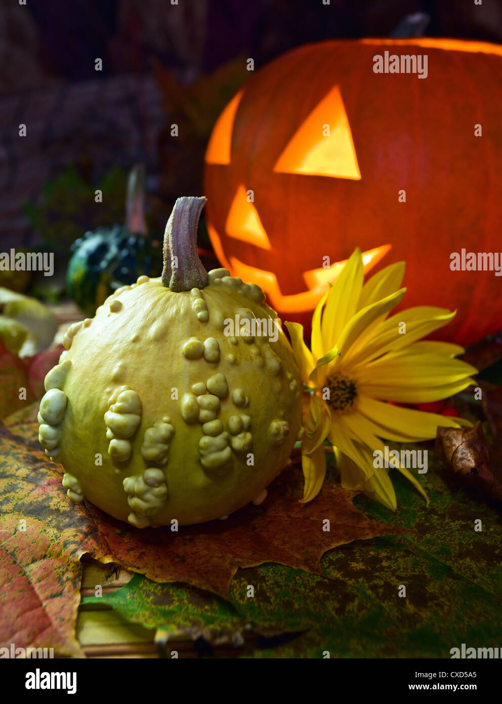 Still-life with pumpkins and the fallen down yellow leaves Stock Photo ...