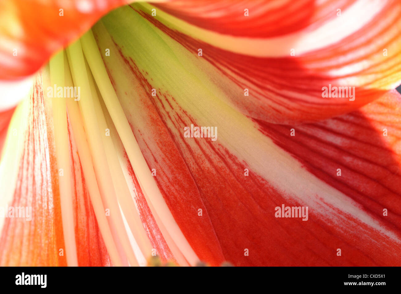 Close up stamens red blooming amaryllis flower hi-res stock photography ...
