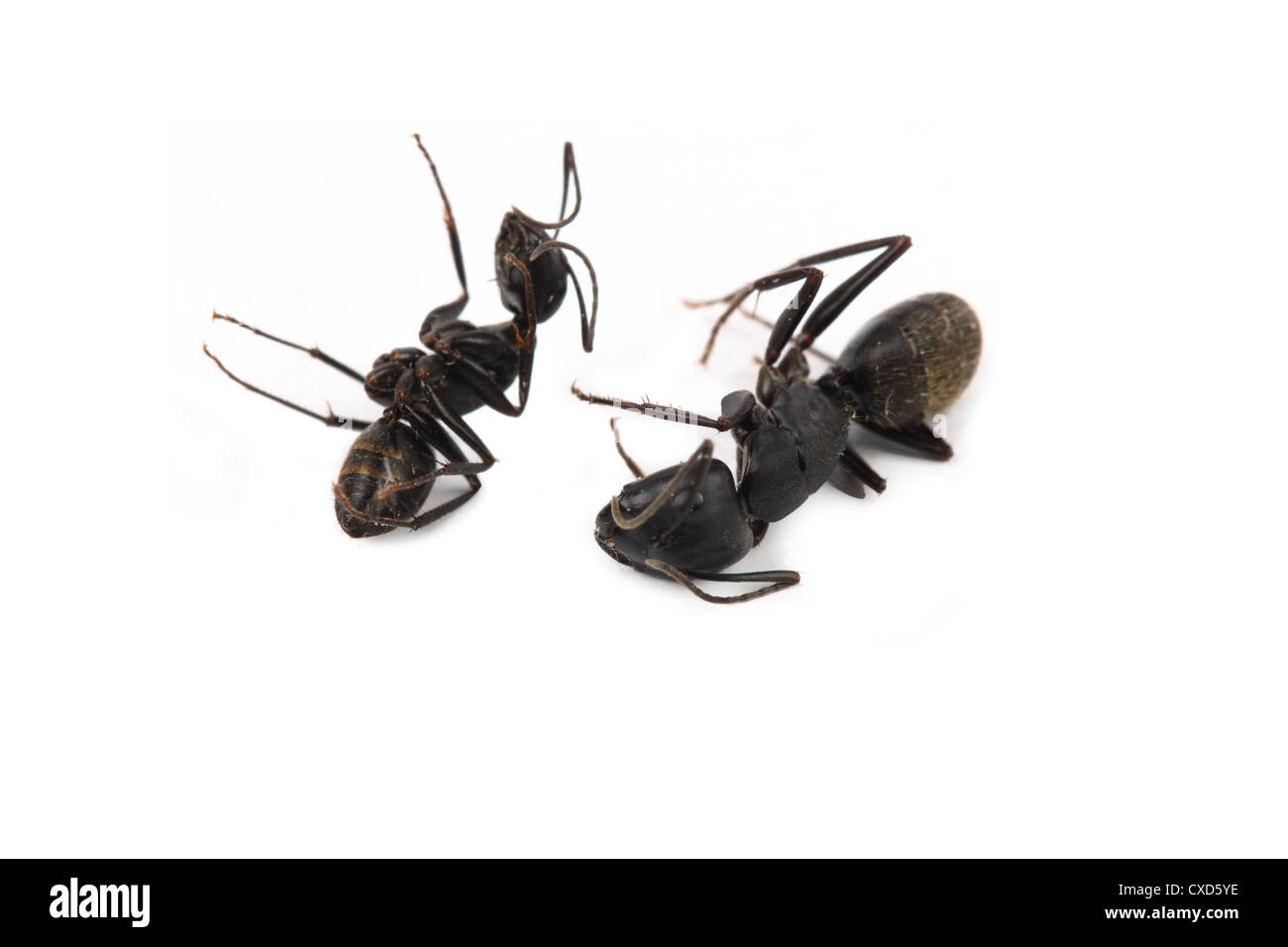 two dead ant Stock Photo - Alamy