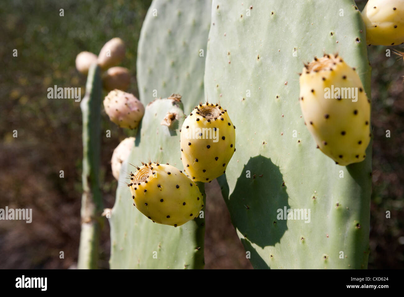 Pink fruit of the prickly pear cactus hi-res stock photography and ...
