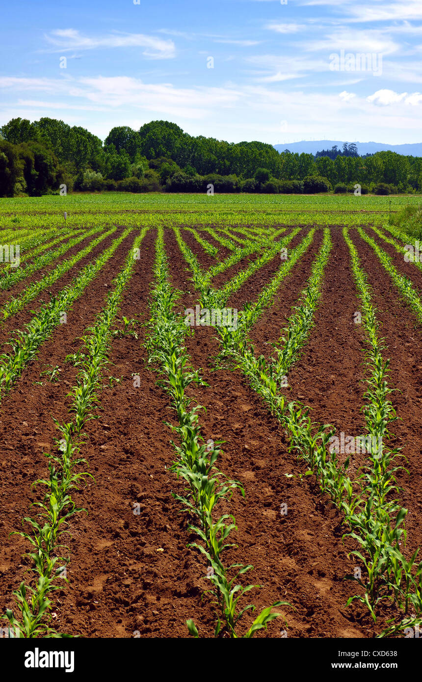Cultivated land in a rural landscape in a bright sunny day Stock Photo ...