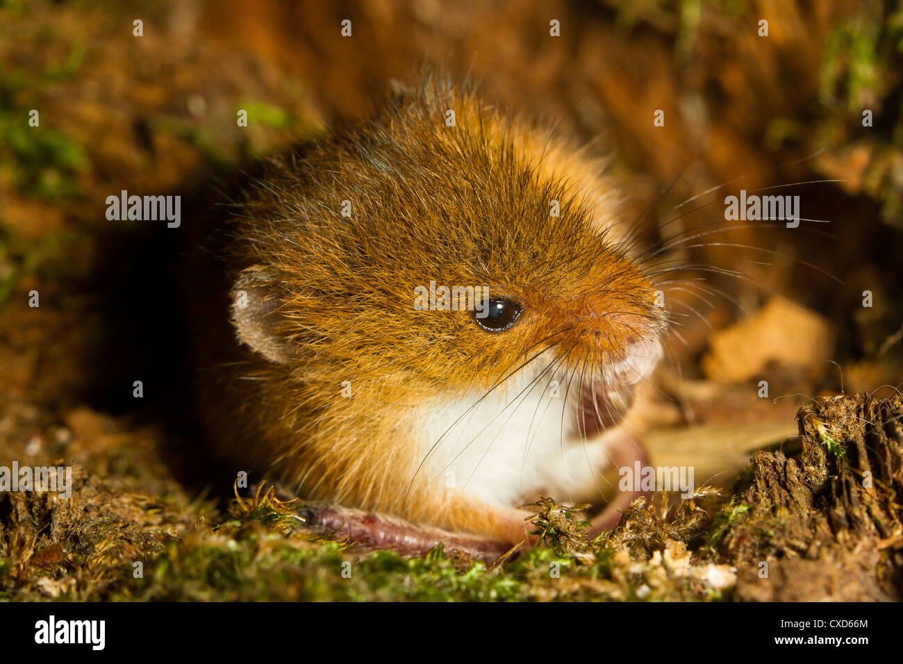 Harvest Mouse (Micromys minutus) Sitting In A Moss Covered Tree Stump ...