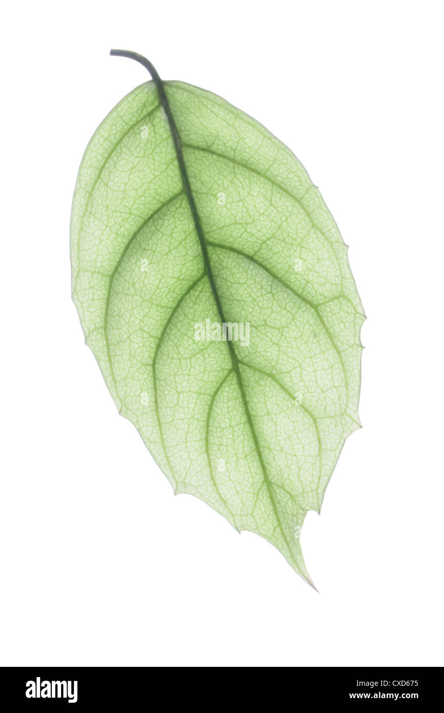 Ecological leaf Cut Out Stock Images & Pictures - Alamy