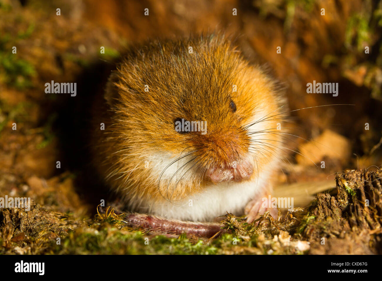 Harvest Mouse (Micromys minutus) Sitting In A Moss Covered Tree Stump ...