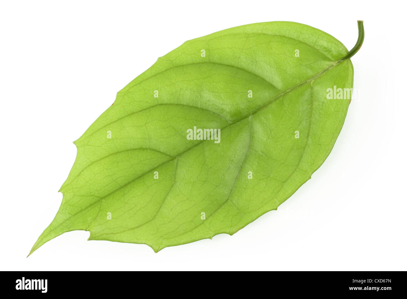 Vibrant leaf Cut Out Stock Images & Pictures - Alamy