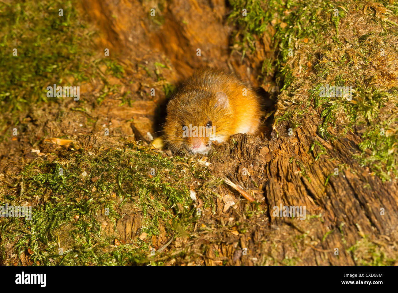 Harvest Mouse (Micromys minutus) Sitting In A Moss Covered Tree Stump ...