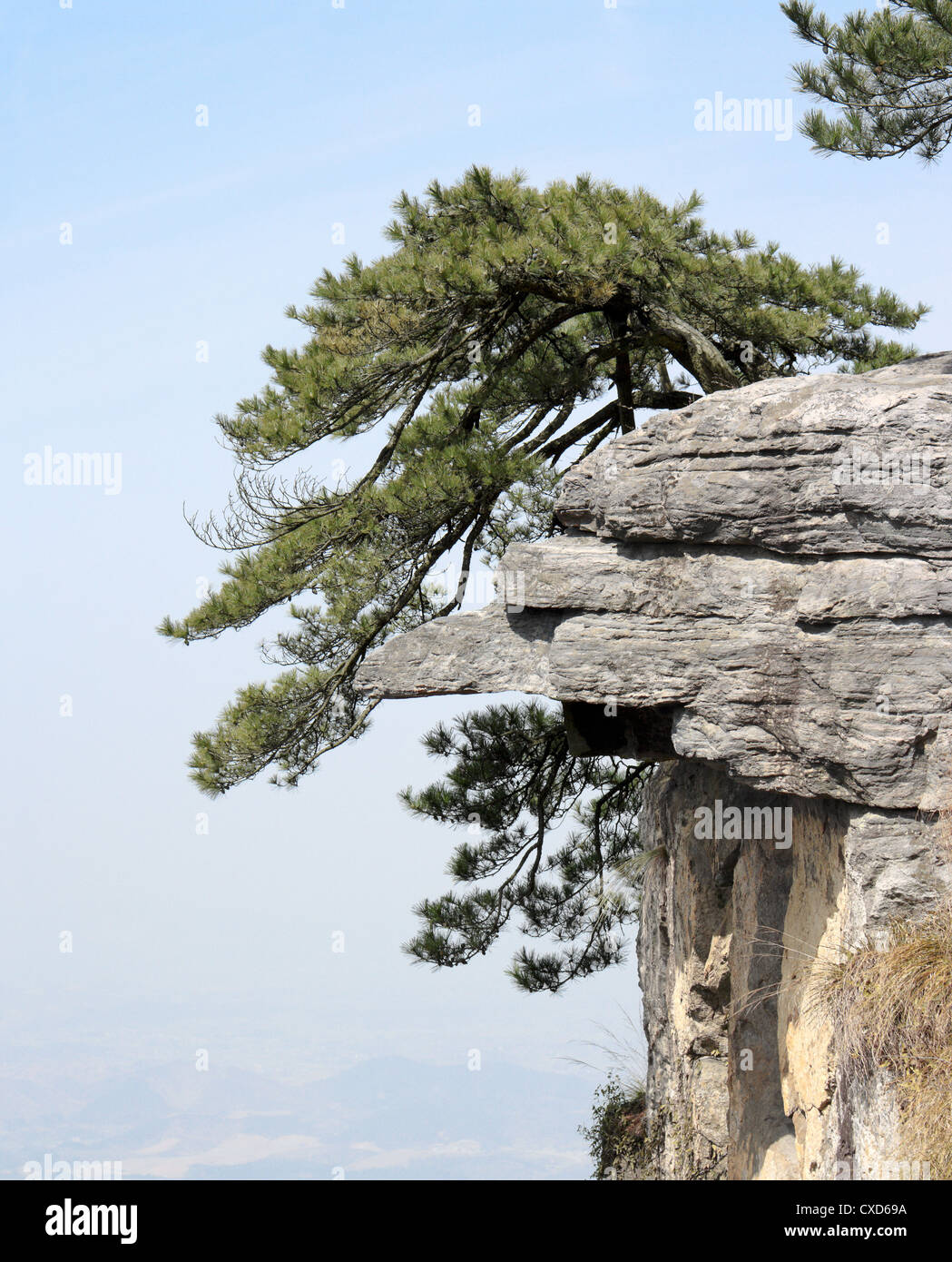 pine tree stand erect on the huge rock Stock Photo - Alamy