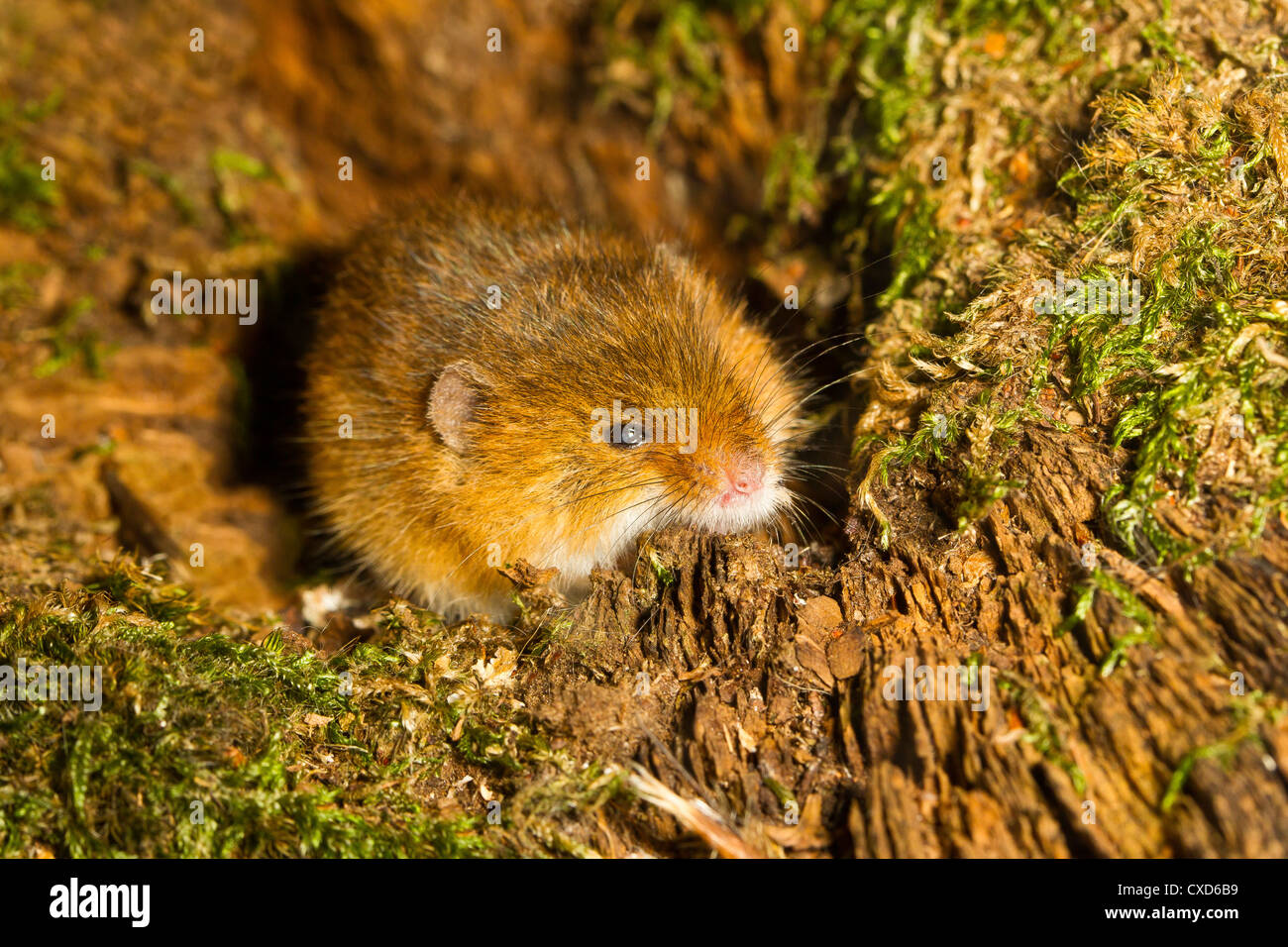 Harvest Mouse (Micromys minutus) Sitting In A Moss Covered Tree Stump ...