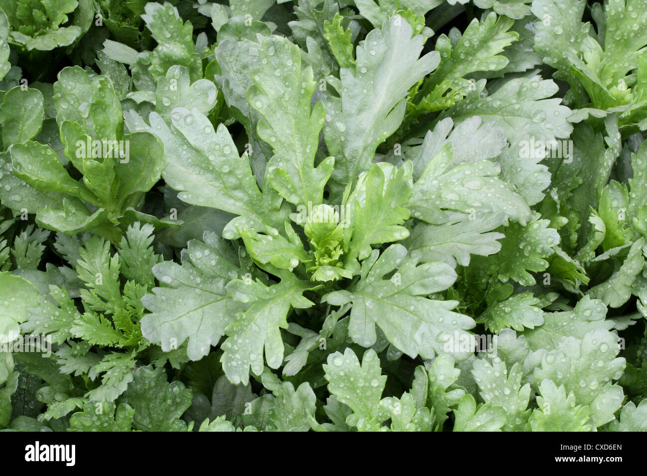 Crown daisy vegetable hi-res stock photography and images - Alamy