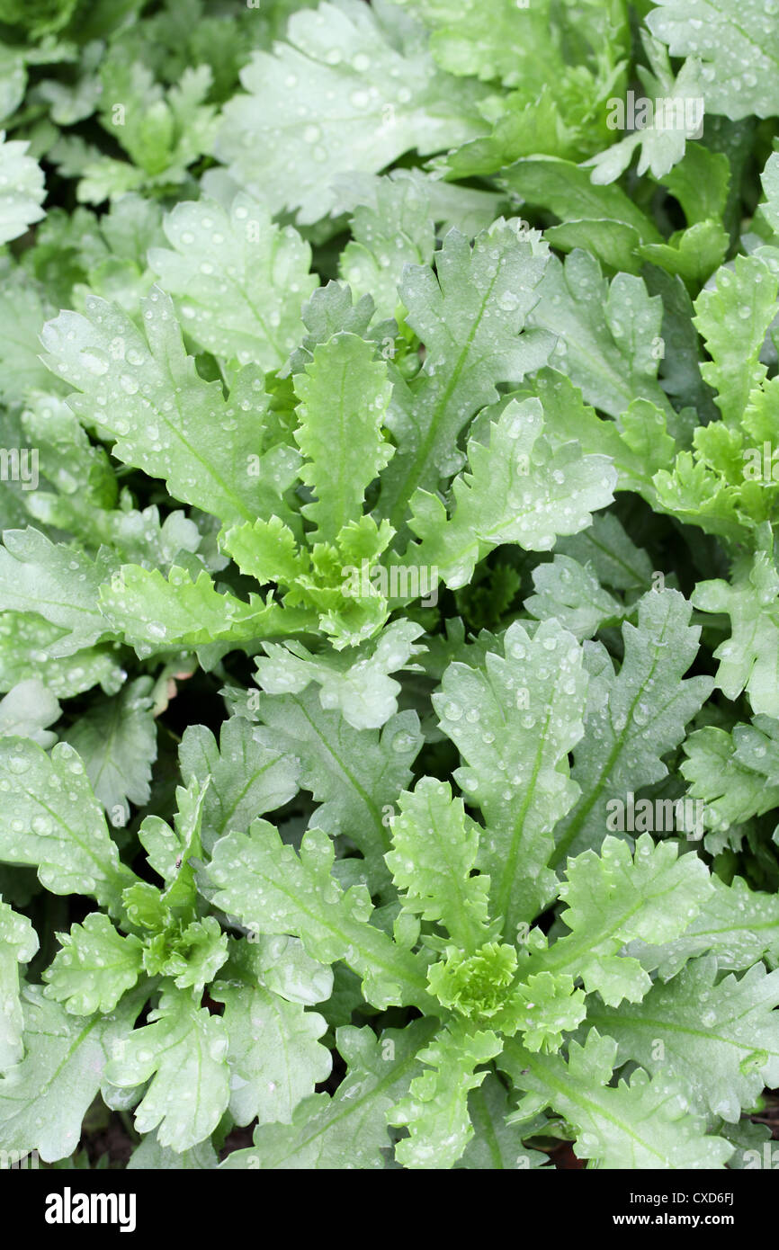 Crown daisy hi-res stock photography and images - Alamy