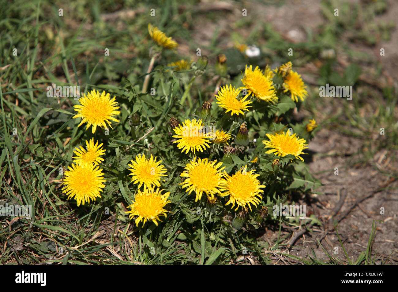 Todendorf, dandelion on dry ground Stock Photo - Alamy
