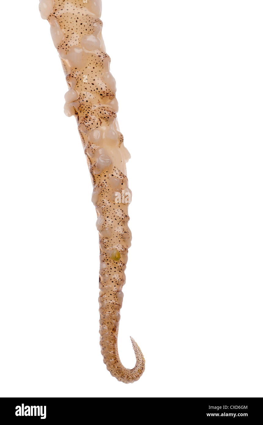 Tentacle Cut Out Stock Images & Pictures - Alamy